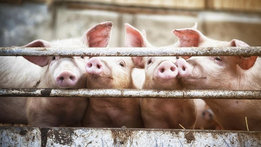 Pig vaccine candidate outperforms leading available treatment in new ...