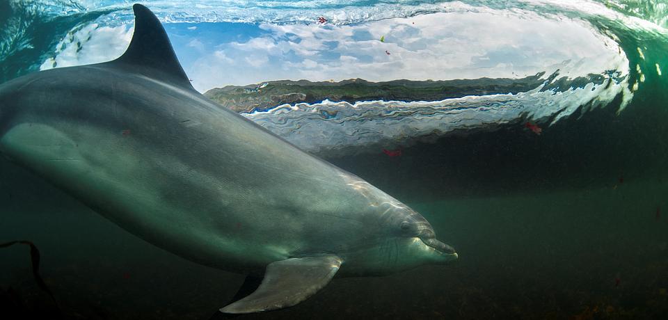 Researchers call for public help to monitor elusive pod of bottlenose ...