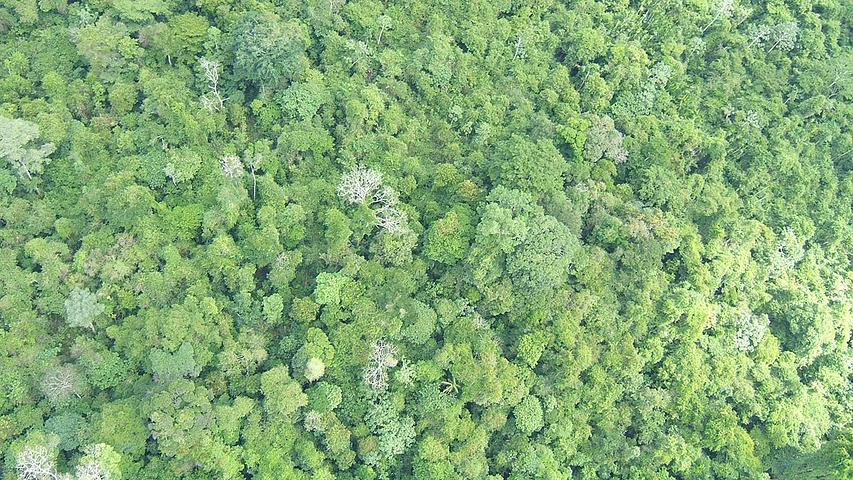 Scientists unravel how and why Amazon trees die - University of Plymouth