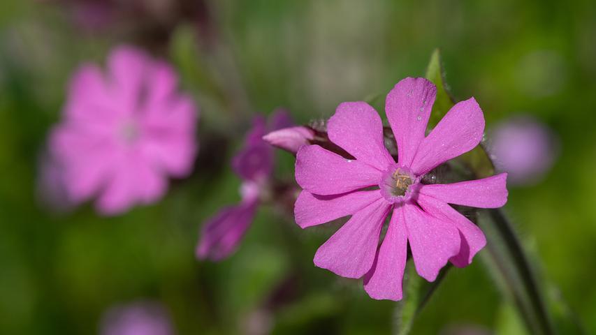 DRSW regional research champions - University of Plymouth