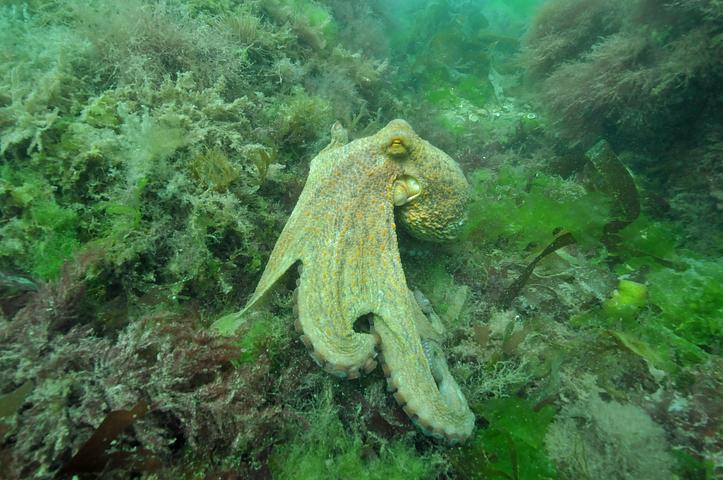 New report reveals scale, causes and consequences of South West octopus ...