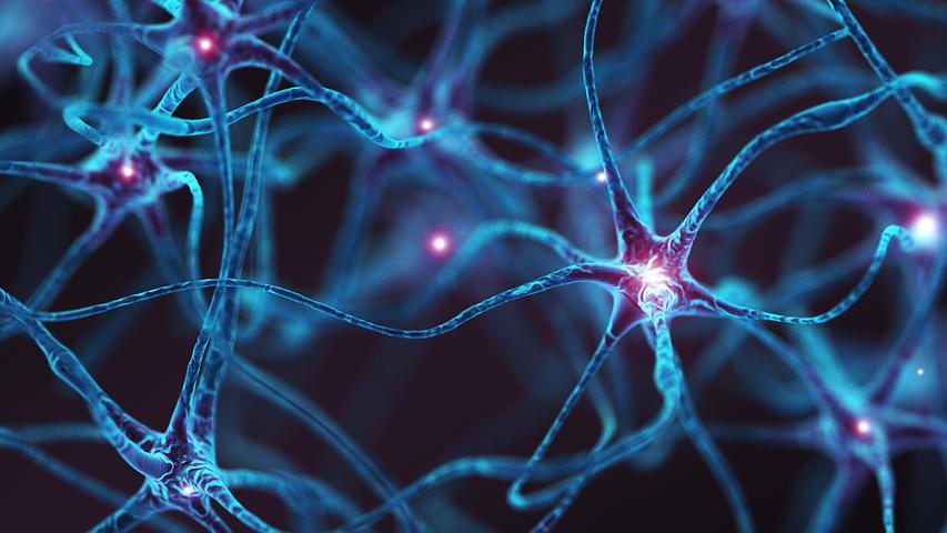 Discover surprising facts and myths about the brain - University of ...