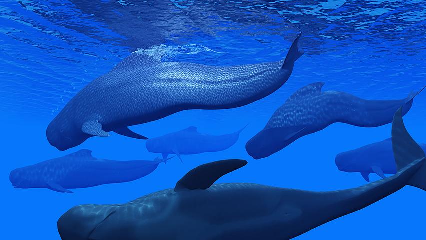 Students offered chance to help protect ocean giants - University of ...