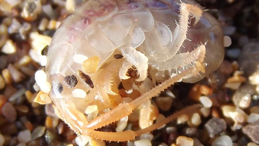 Is magnesium the sleeping potion that enables sandhoppers to survive ...