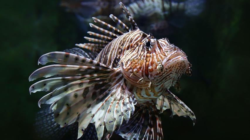 What are invasive species? Are they always bad for our ecosystems ...