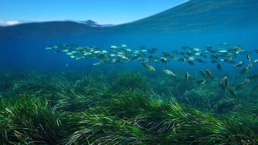 Enabling biodiversity credits for the protection and restoration of ...