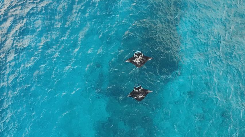 £1million research programme explores human impacts on remote marine ...