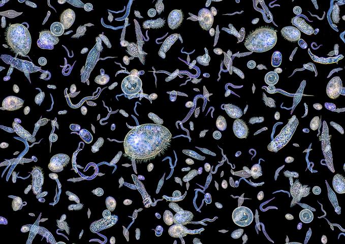 Design your own super plankton - University of Plymouth