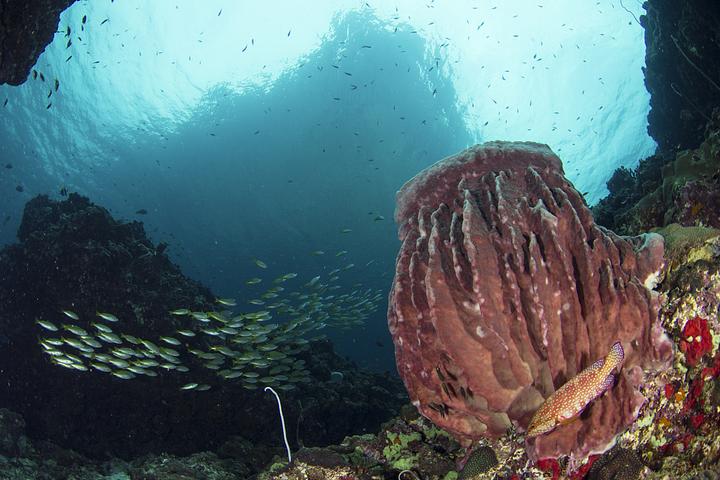 Deep-sea sponges – home to the next generation of antimicrobials ...