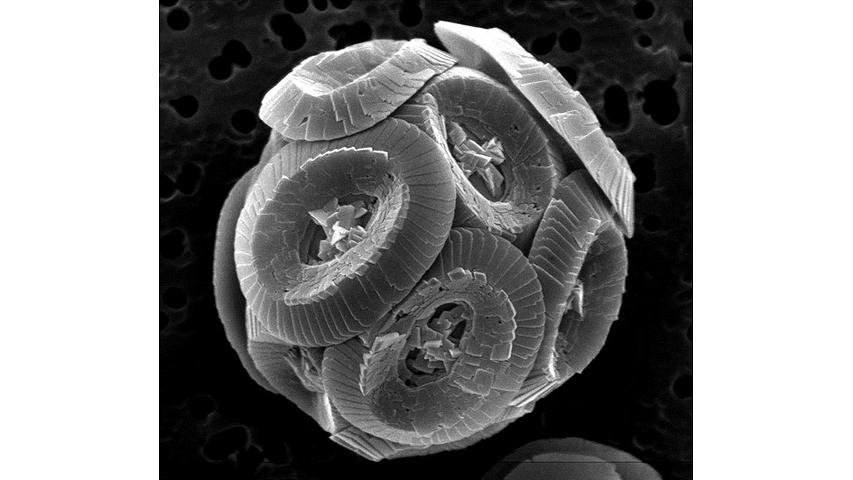 Dynamics of formation and secretion of heterococcoliths by Coccolithus ...