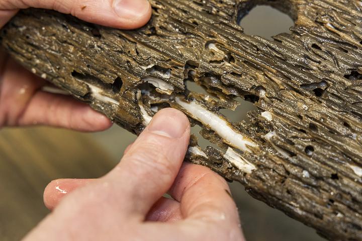 Turning waste wood into nutritious seafood - University of Plymouth