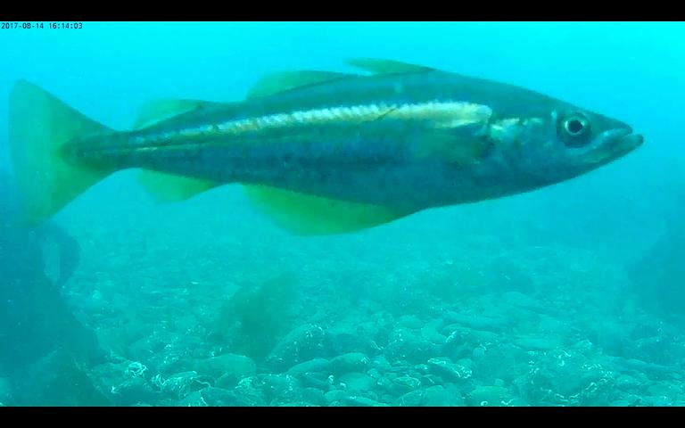 Study furthers aim of offering new insights into pollack populations ...