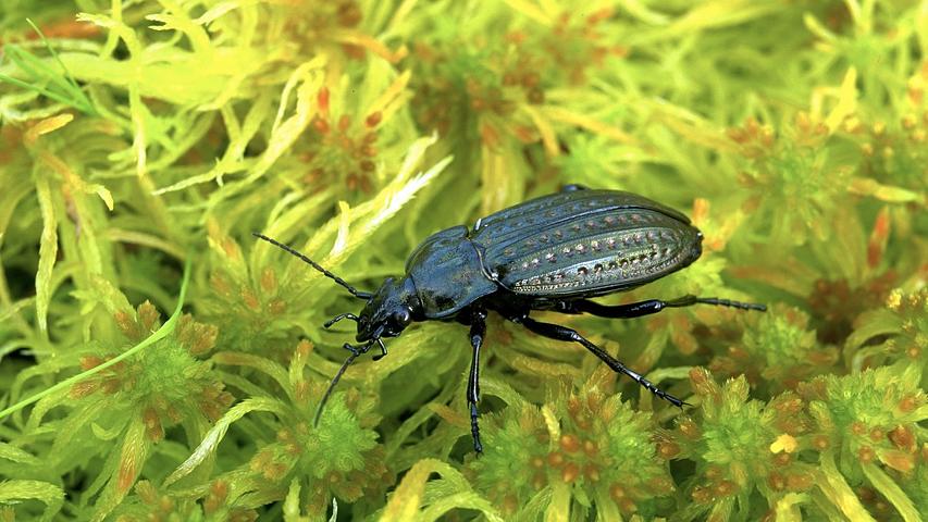 Do species move, adapt or die? - University of Plymouth