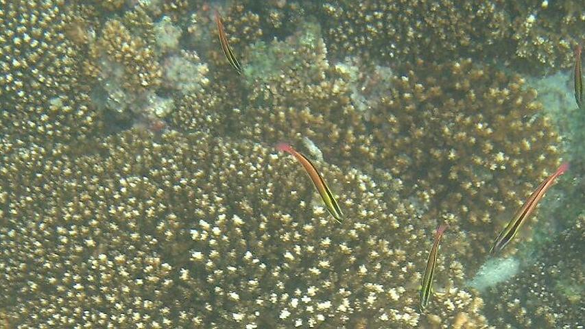 Study links cold water shock to catastrophic coral collapse in the ...