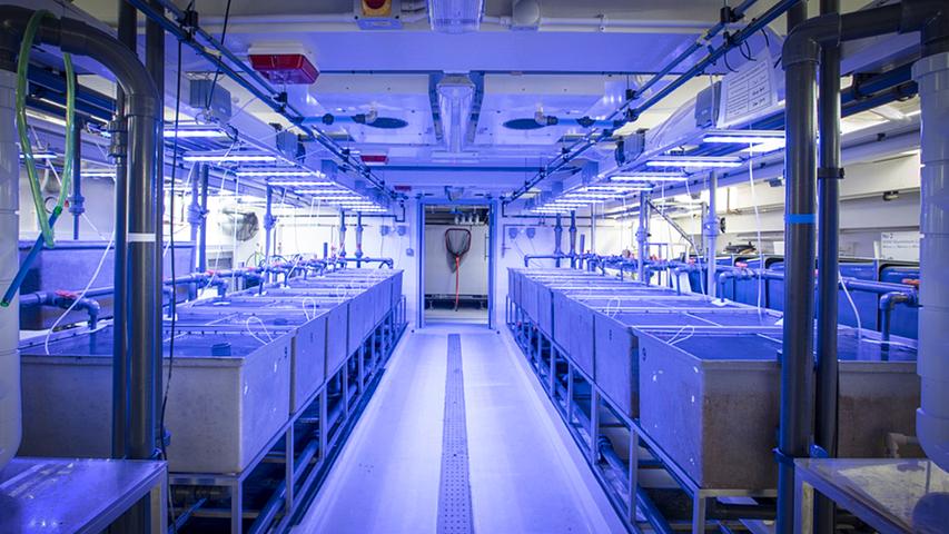 Fish Health and Nutrition - University of Plymouth