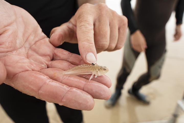 Weever stings provide scientists with a unique way of assessing impacts ...