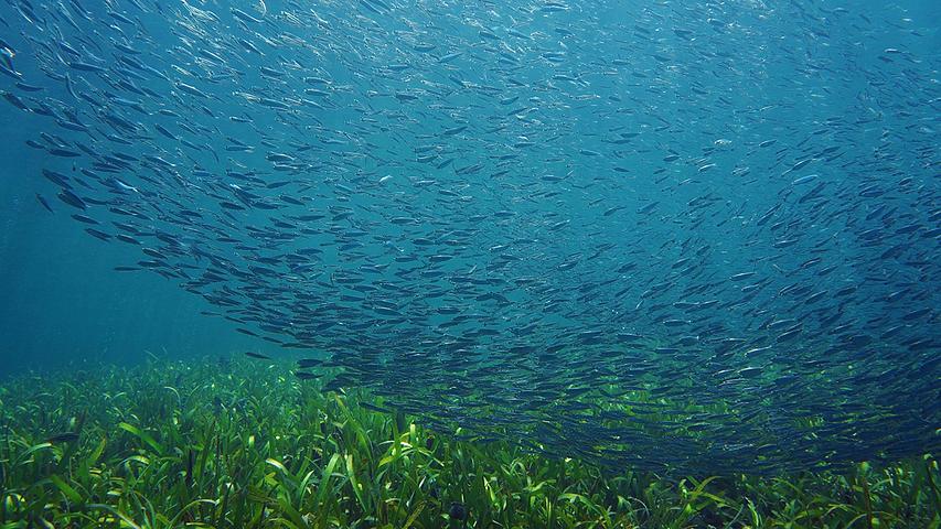 BSc (Hons) Ocean Science and Marine Conservation - University of Plymouth