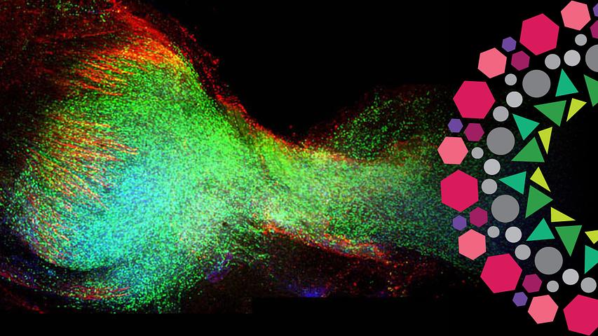 Peripheral nerve development, repair and the biology of nervous system ...