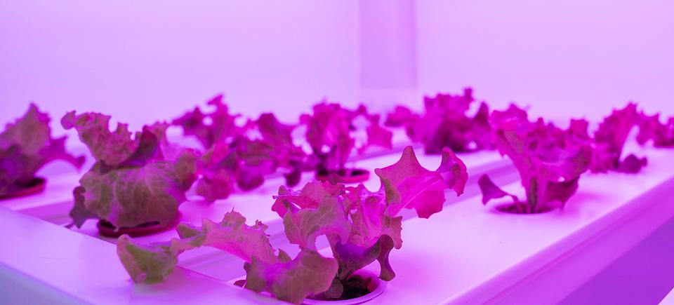 Plant Factory Cornwall - University of Plymouth