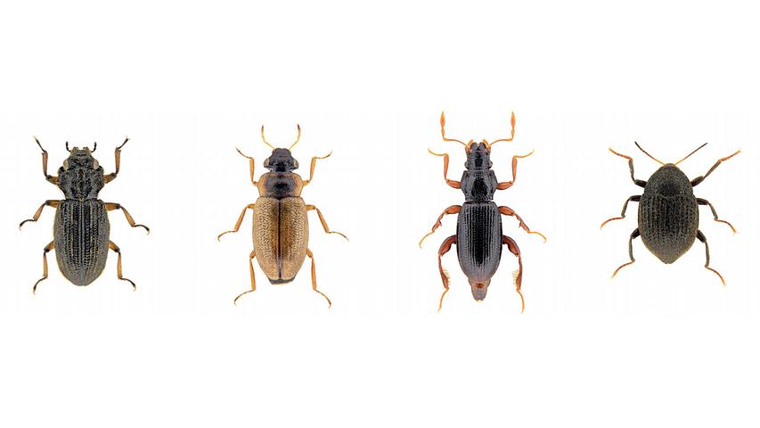 Taxonomy and Systematics - University of Plymouth