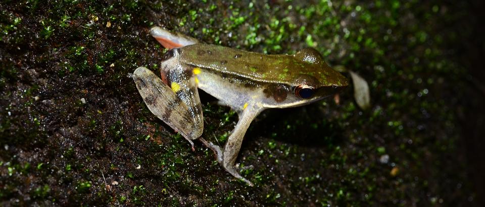 Scientists reveal the truth about a 'true frog' - University of Plymouth