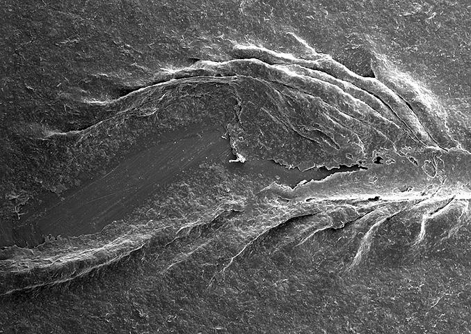 Electron microscopy brings seeds to life as part of new touring ...