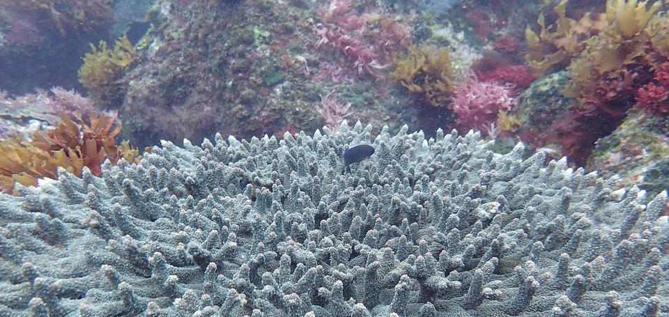 Study shows ocean acidification is having major impact on marine life ...