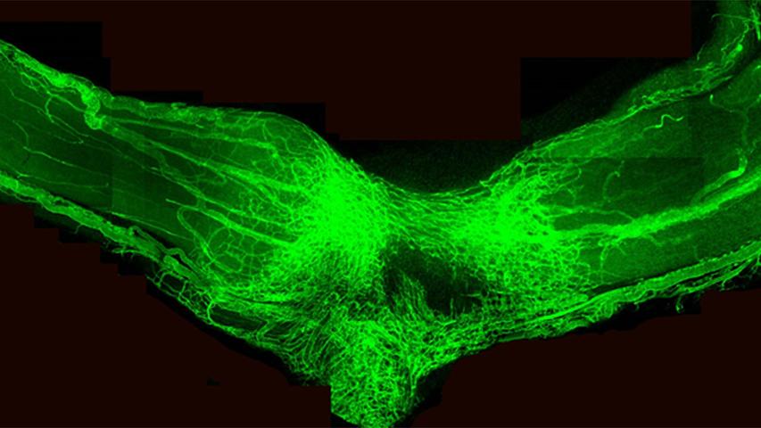 New research may pave the way for peripheral nerve damage repair ...