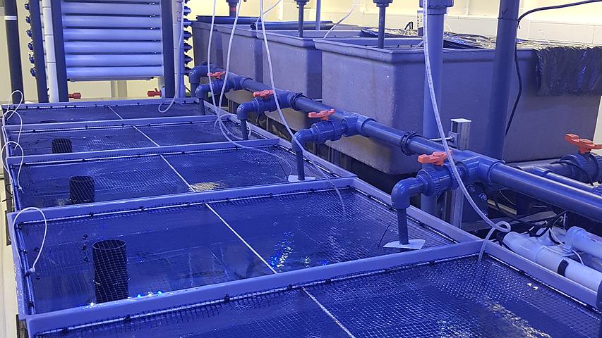 Aquaculture Functional Feed Additives For Aquafeeds University Of Plymouth