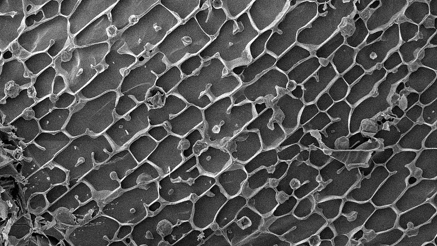 Cryo-Scanning Electron Microscopy - University of Plymouth