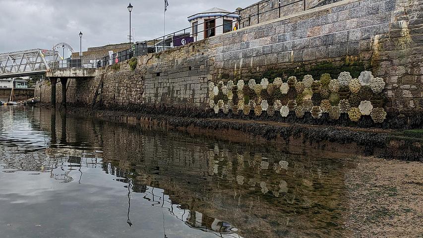 Living seawall creates a space for nature along the coastline of ...