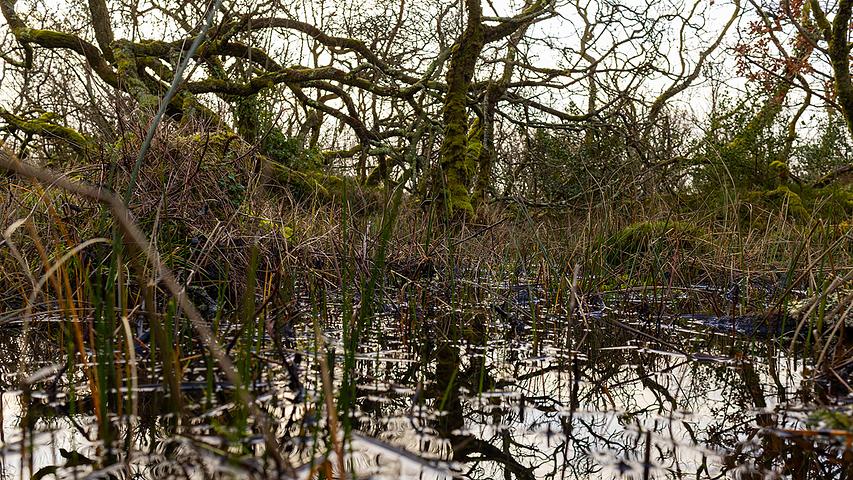 The wetter the better? The role of wet woodlands as a nature-based ...