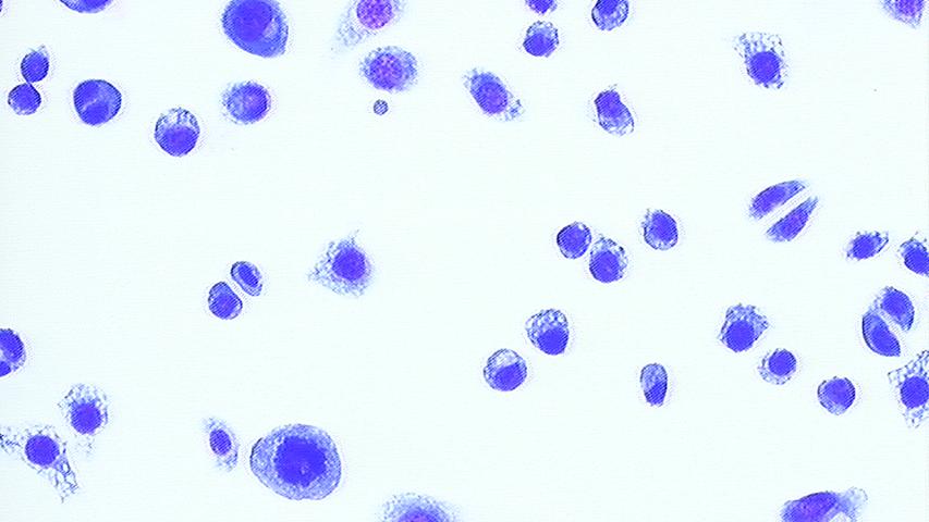 Alternatives: mouse cell lines - University of Plymouth