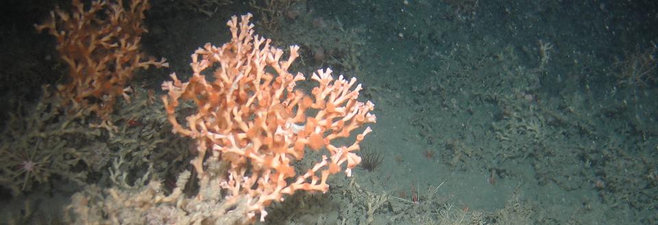 Seabed Disturbance Project - University of Plymouth