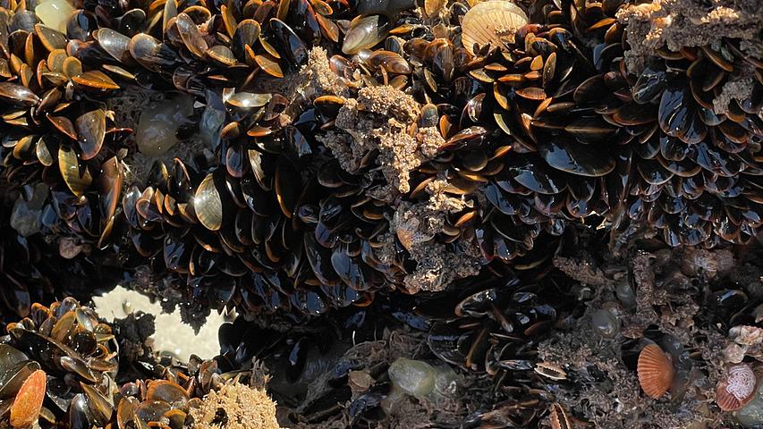 Offshore mussel farms could have wider environmental benefits ...