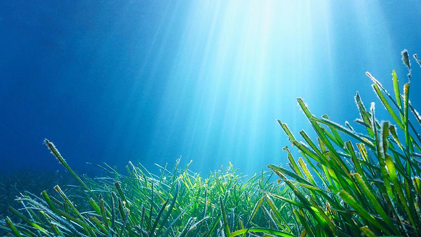 What is blue carbon? - University of Plymouth