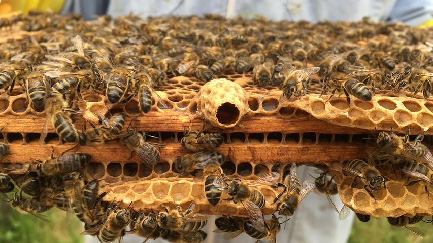 Plight of pollinators highlighted on National Honey Bee day ...