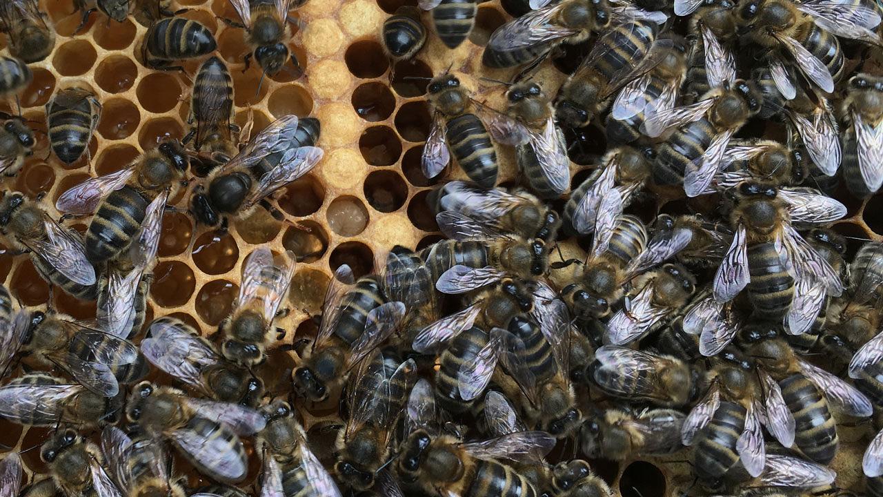 University of Plymouth Beekeeping Group - University of Plymouth