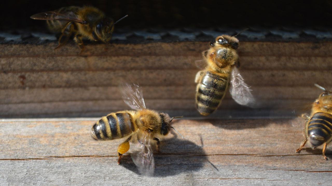 University of Plymouth Beekeeping Group - University of Plymouth