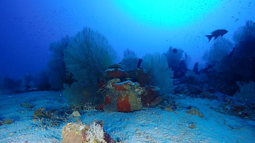 Oceanographic drivers of ecosystem variability in the Chagos ...