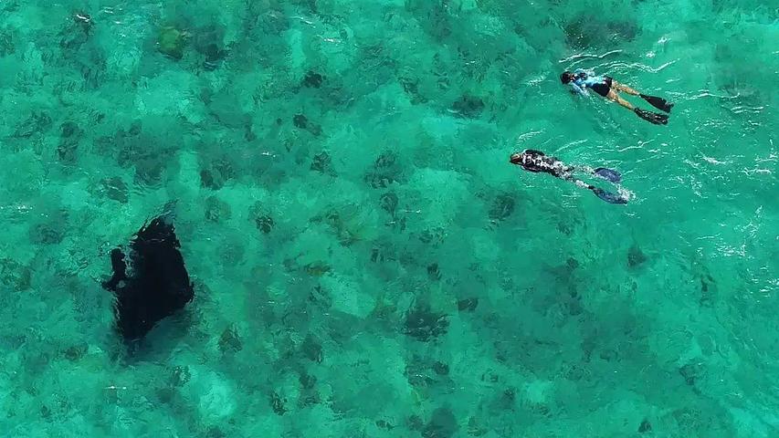 Safeguarding the future of reef manta rays - University of Plymouth