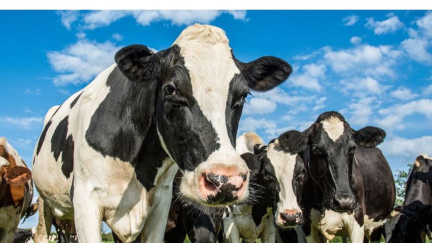 Slaughterhouse welfare: how is animal welfare maintained at slaughter ...