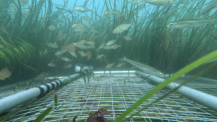 Valuing the ecosystem services of subtidal seagrass meadows ...