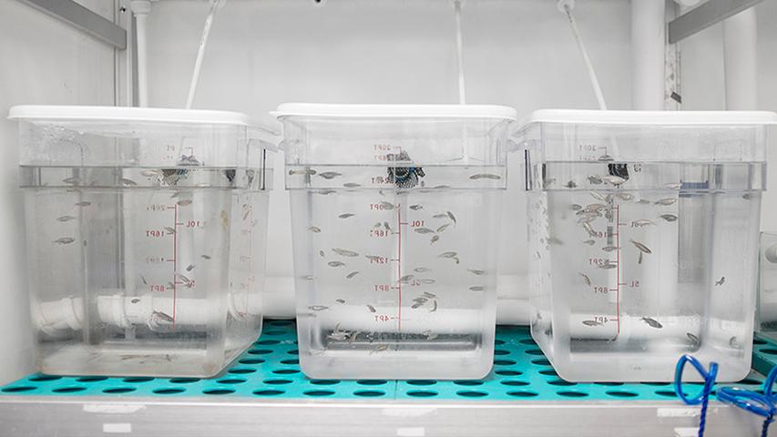 Aquaculture: alleviating intestinal inflammation (enteritis ...