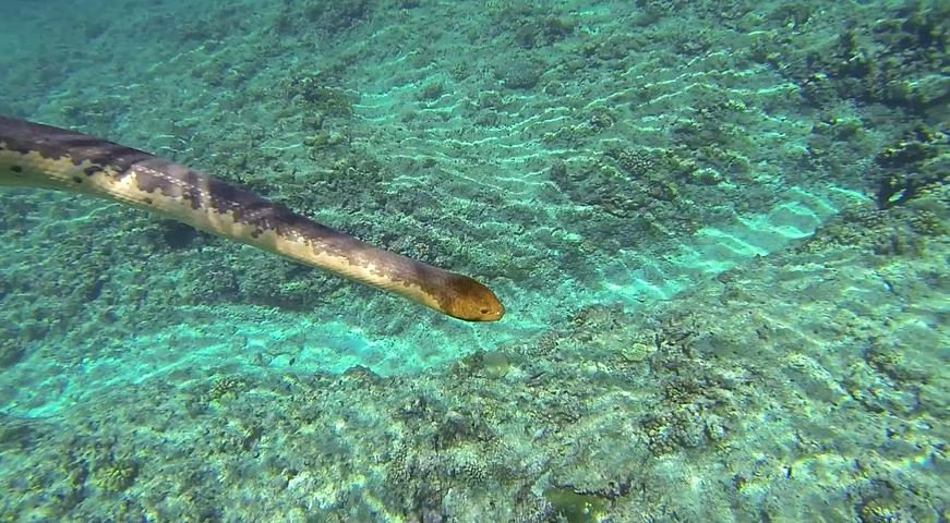 Sea snakes have been adapting to see underwater for 15 million years ...