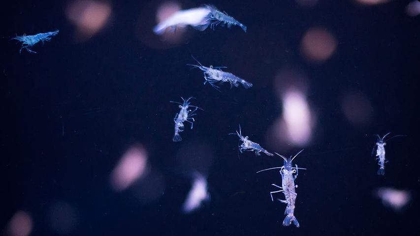 Plankton science for supporting the implementation of marine ecosystem ...