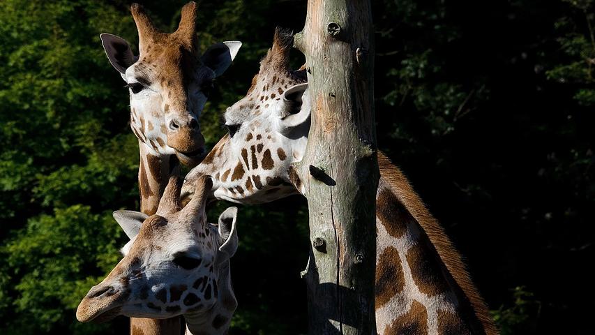 Academic contributes to new animal welfare guidelines for zoos ...