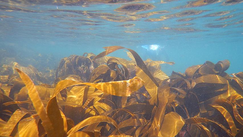 Stronger Shores: Marine habitats protecting coastal communities ...