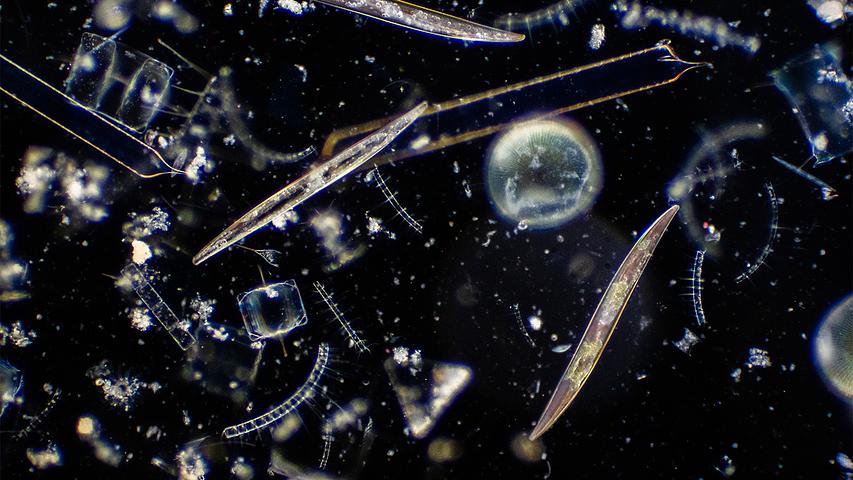Using plankton indicators to project the future human wellbeing impacts ...