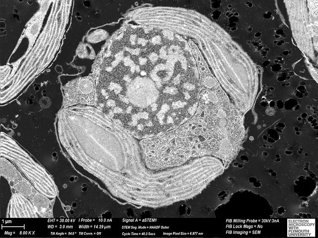 Low Voltage - Scanning Transmission Electron Microscopy (LV-STEM ...